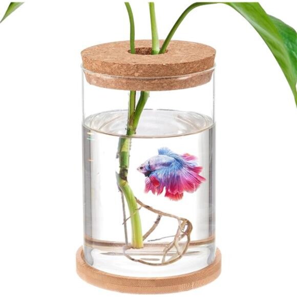 Accents | Mini Fish Bowls For Beta Fish Glass Aquaponic Fish Tank Clear ...